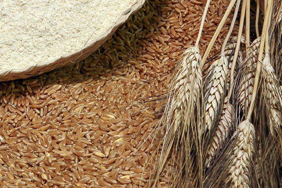 ¿Qué es el tritordeum? – Casa Perris